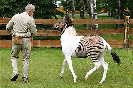 14-miesięczny Eclyse urodził się na ranczo we Włoszech. Jest krzyżówką ...