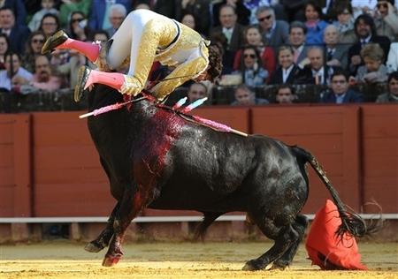 Byk vs. torreador - Byk vs. torreador - WP Wiadomości