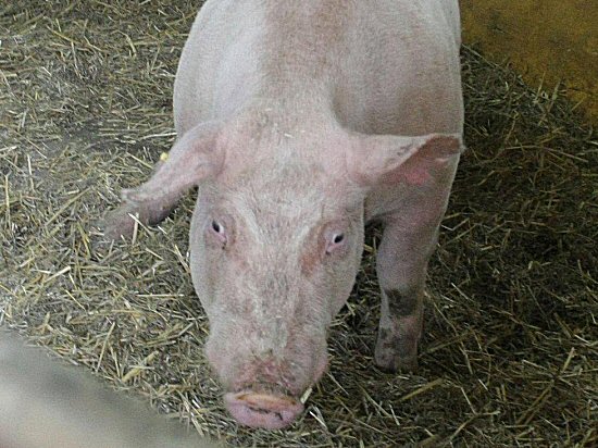 Knur wyhodowany w Polsce ocali ludzkość - WP Wiadomości